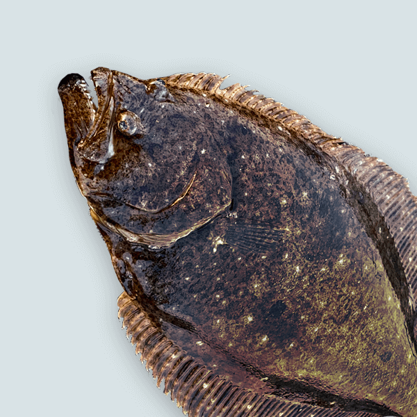 SEA NOEL（シーノエル） 【乗合】SEA NOEL1 ジギング・タイラバ・SLJ・キャスティング - アングラーズ釣船予約