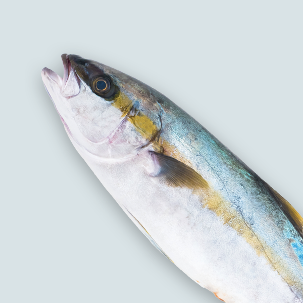 SEA NOEL（シーノエル） 【乗合】SEA NOEL1 ジギング・タイラバ・SLJ・キャスティング - アングラーズ釣船予約