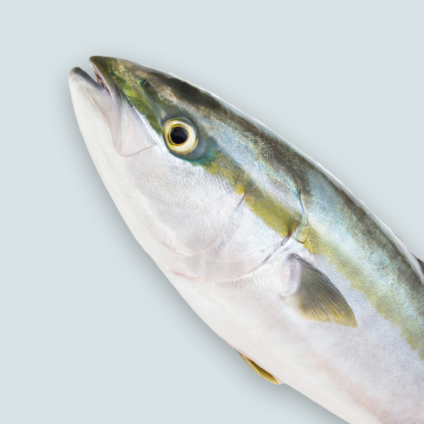 Extreme Fishing Guide Service（エクストリームフィッシングガイドサービス） 【2号艇】ブリトップ＆サワラ ...