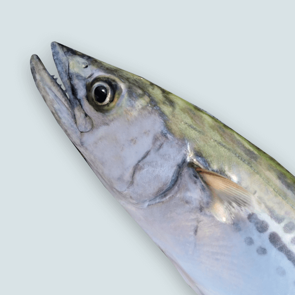 Extreme Fishing Guide Service（エクストリームフィッシングガイドサービス） 【2号艇】ブリトップ＆サワラ ...